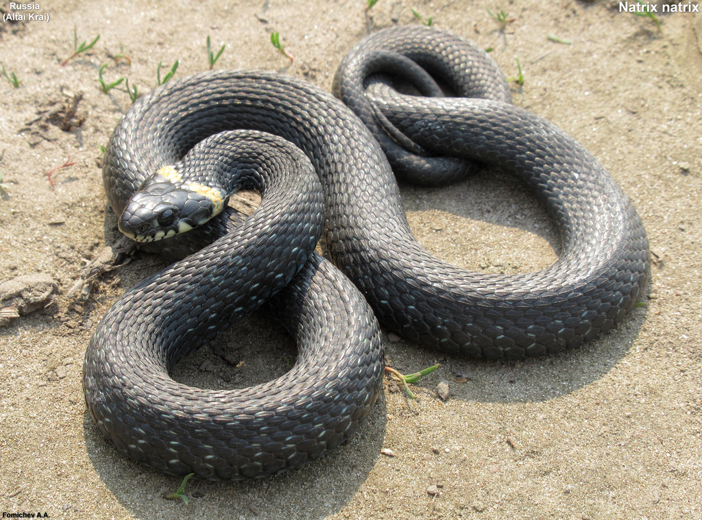grass snake from Russia, Altai Krai, Kostyaki Village on May 9, 2023 by ...