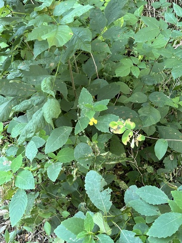 Observations by margaretv08 · iNaturalist