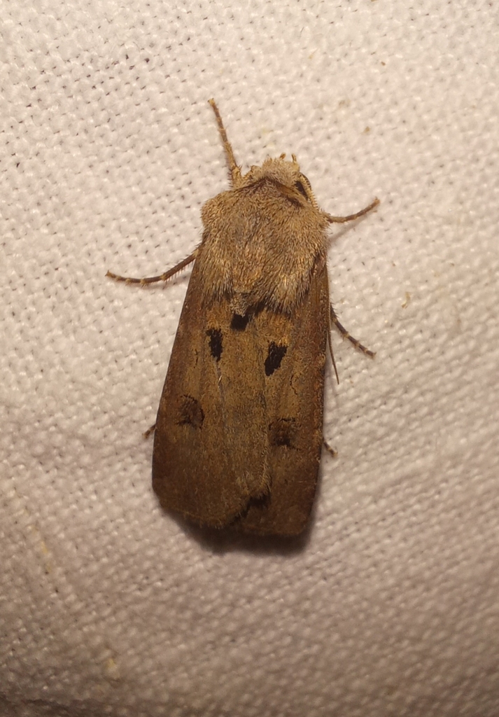 Heart and Dart from Genneton on August 23, 2023 at 02:52 AM by ...