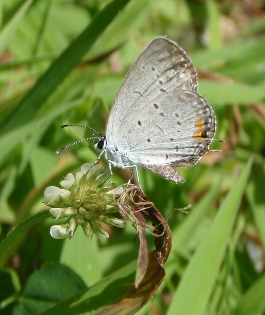 Eastern Tailed-Blue from Parsippany, NJ 07054 on August 22, 2023 at 01: ...