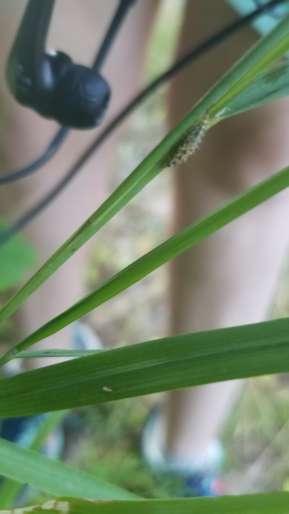 Insects from Maine on August 22, 2023 at 07:03 PM by sarahm24579 ...