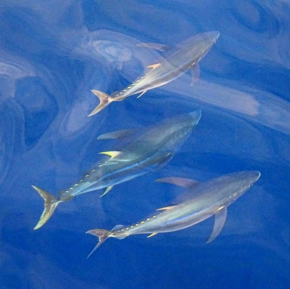 Bigeye Tuna (Thunnus obesus) - Marine Life Identification