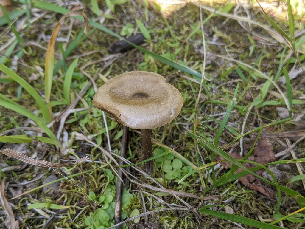 Melanoleuca griseobrunnea from Independence Oaks County Park on August ...
