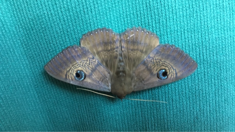Southern Moon Moth in February 2019 by QuestaGame. Sighting and photos ...