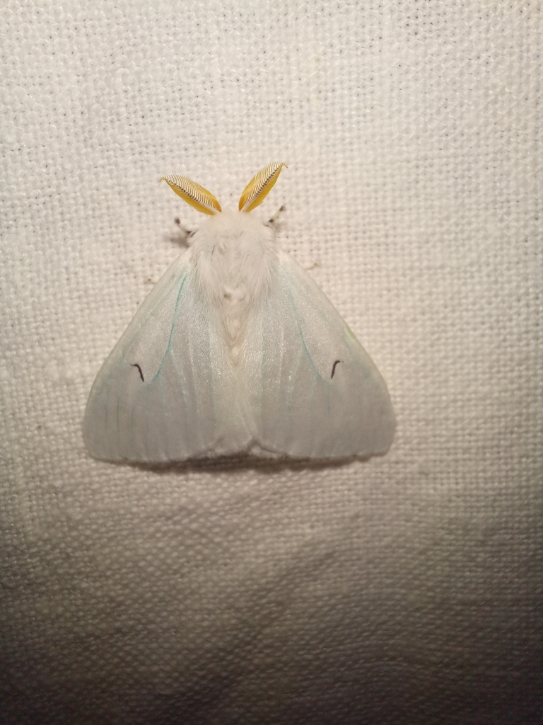 Black V Moth from Genneton on August 23, 2023 at 03:34 AM by ...