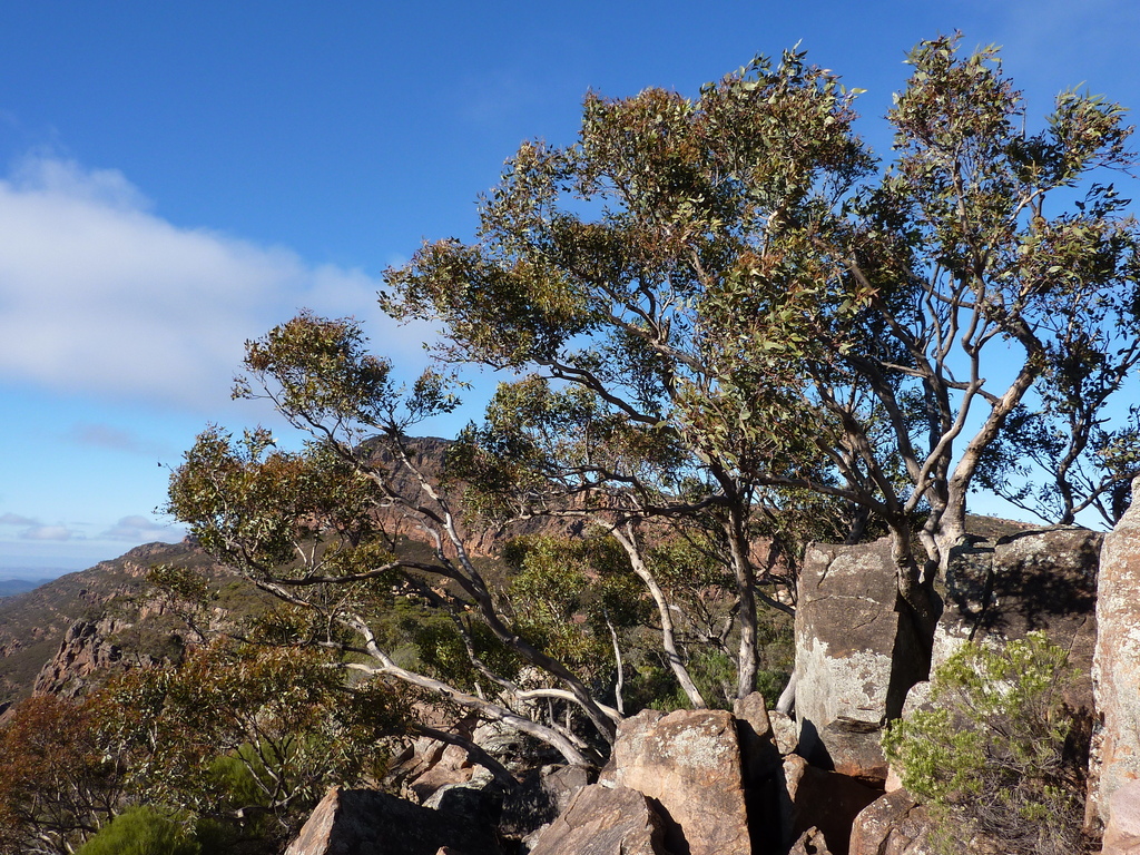 Long-leaved Box (Eucalyptus goniocalyx) - Botanical Realm