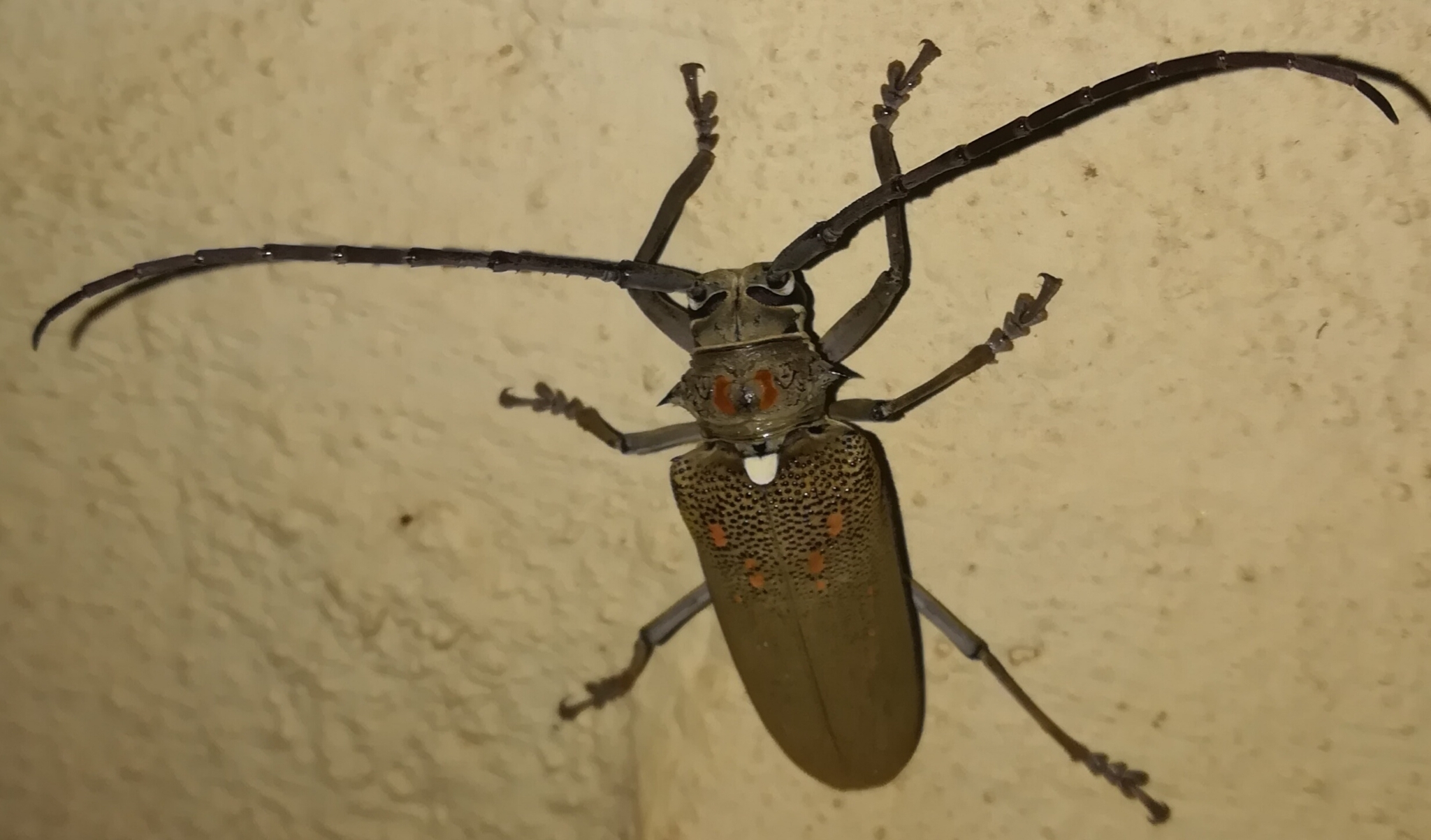 Batocera numitor Newman, 1842