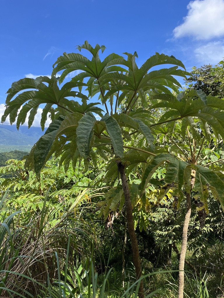 Rice paper plant from 臺灣島, 光復鄉, HUA, TW on August 23, 2023 at 10:14 AM ...