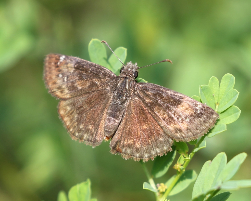 Wild Indigo Duskywing from St Francis, WI, USA on August 21, 2023 at 02 ...