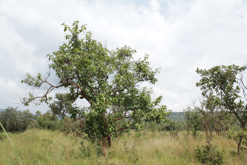 Velvet Bushwillow from Kayonza, Rwanda on June 5, 2018 at 11:25 AM by ...