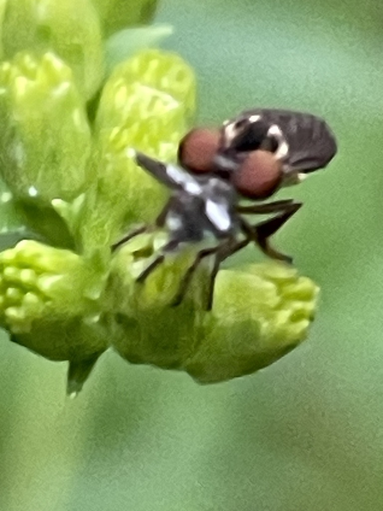 Gnat Ogres from Beartown Lakes Reservation, Chagrin Falls, OH, US on ...