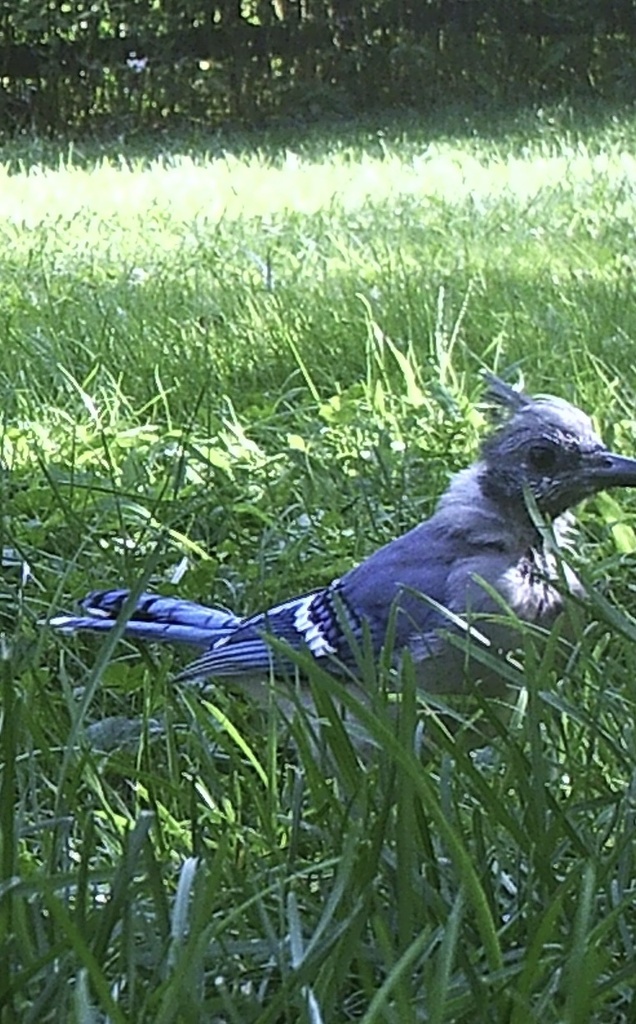 Blue Jay from Forge Pl, Doylestown, PA, US on August 22, 2023 at 10:52 ...