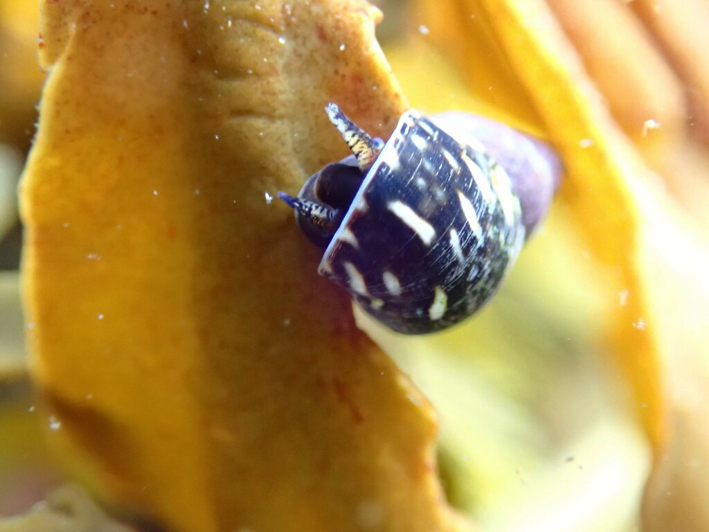 Checkered Periwinkle from Ketchikan Gateway Borough, AK, USA on August ...