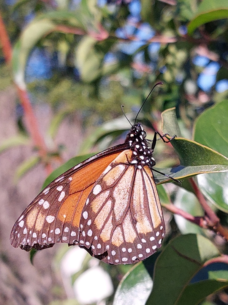 Southern Monarch from M22J+PR, Rocamora, Entre Ríos, Argentina on ...