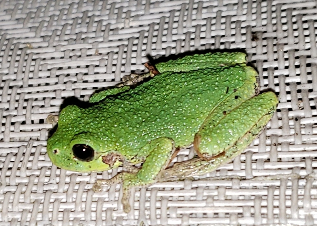 Gray Treefrog from Carling, ON P0G, Canada on August 21, 2023 at 10:34 ...