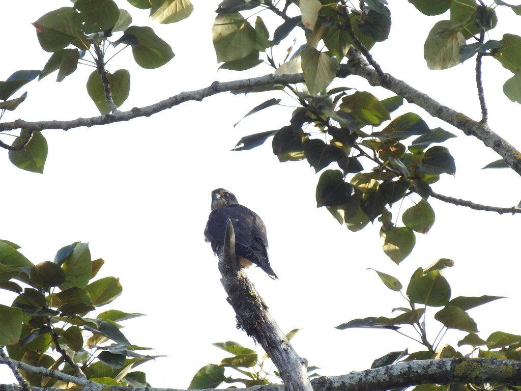 Merlin in August 2023 by riddolls. young one. It tried to get the ...
