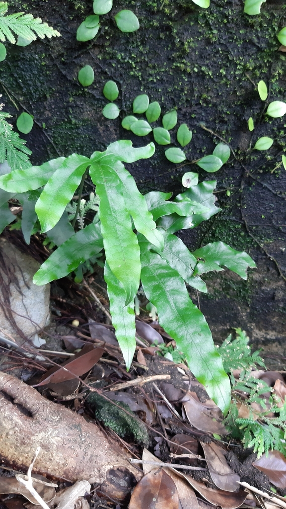 Leptochilus ellipticus from 116台灣台北市文山區景東里 on August 23, 2023 at 10:48 ...