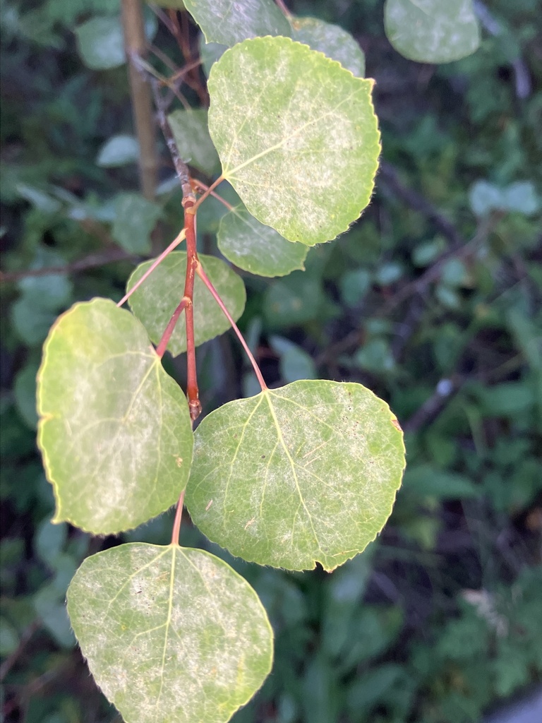 Powdery Mildews from White River National Forest, Breckenridge, CO, US ...