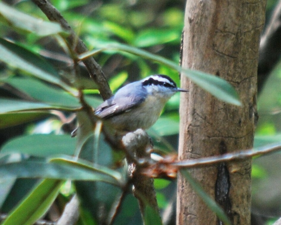 Red-breasted Nuthatch from Briar Bush Nature Center, Abington, PA, USA ...
