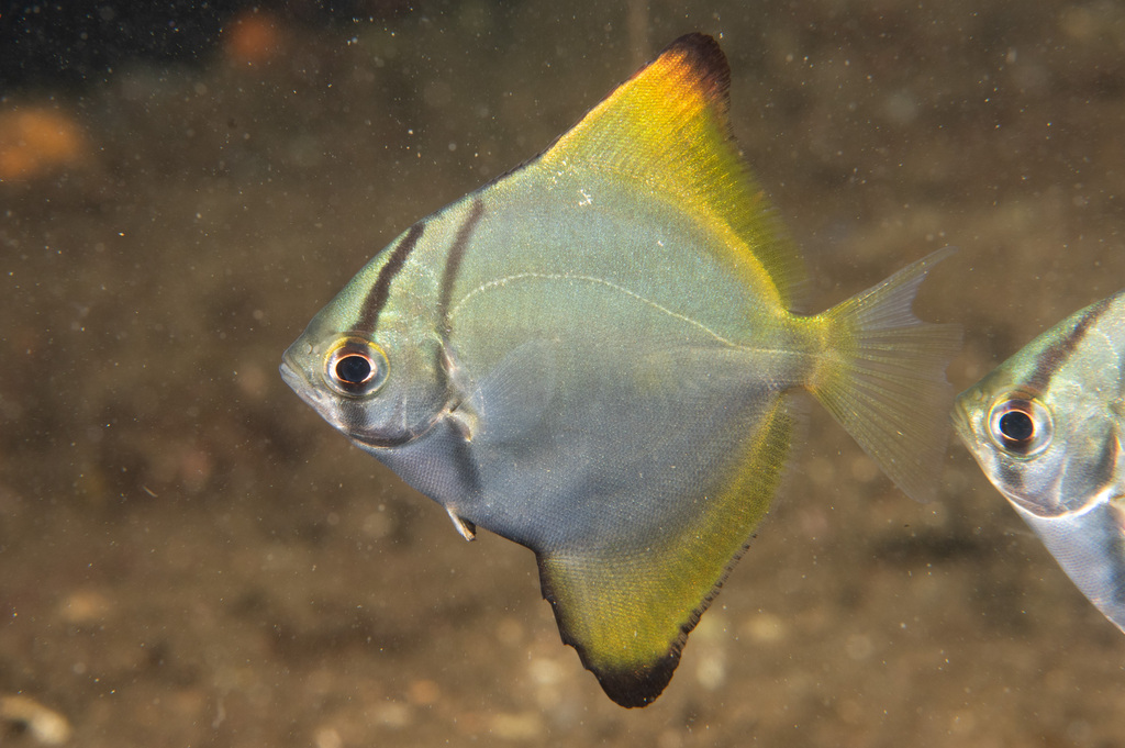 Diamondfish from "Lilli Pilli Baths, Port Hacking, NSW, Australia" on ...
