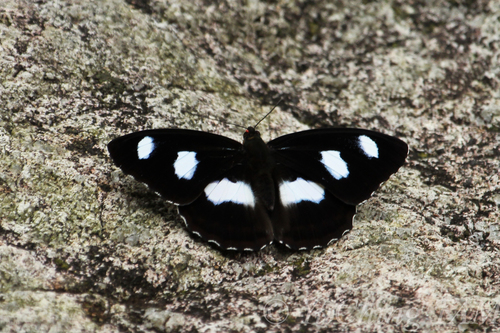 Athyma punctata · iNaturalist