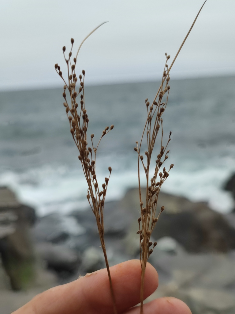 Juncus gracillimus from остров Рейнеке, Владивосток, Приморский край ...