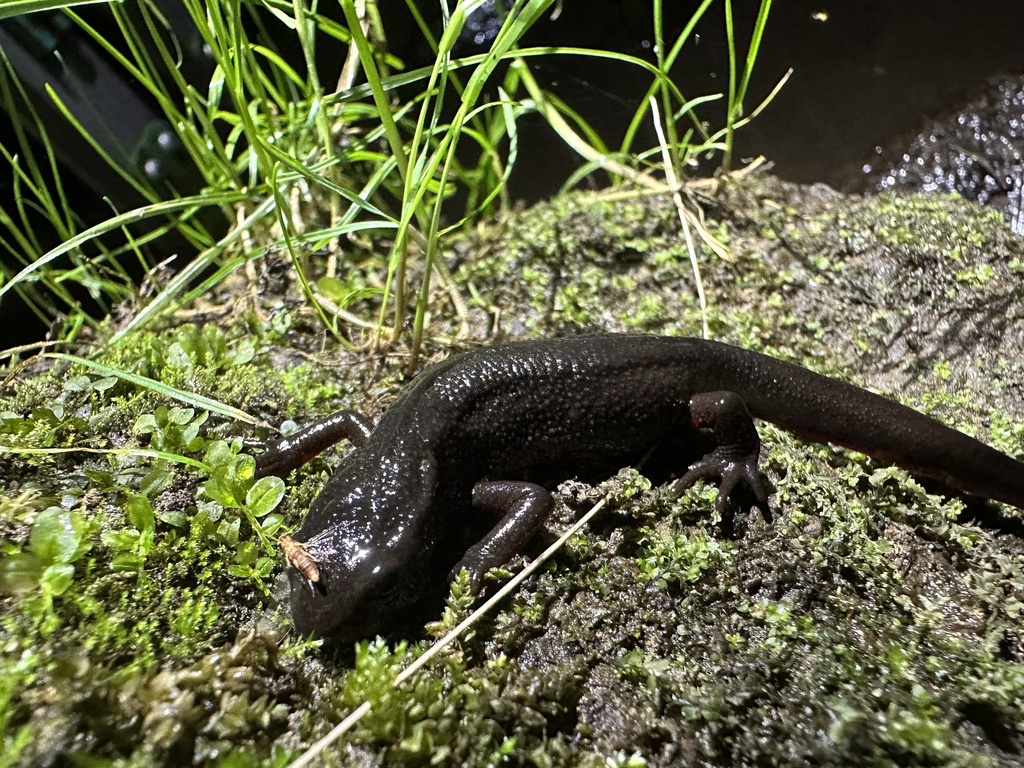 Japanese Fire-bellied Newt from Mikuriya, Daisen, Saihaku-Gun, Tottori ...