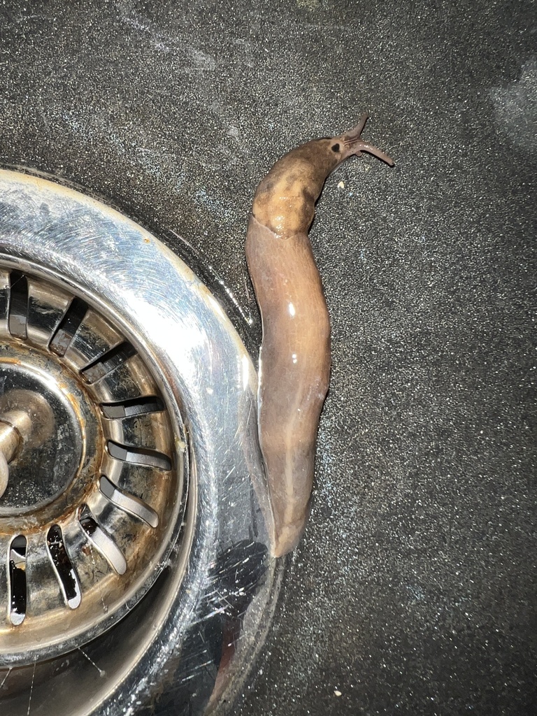 Leopard Slug from Bruce County, ON, Canada on August 12, 2023 at 07:43 ...