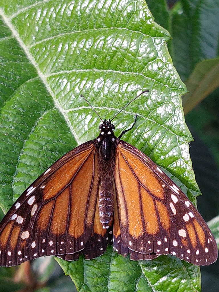 Southern Monarch from Cementerio, Zárate, Provincia de Buenos Aires ...