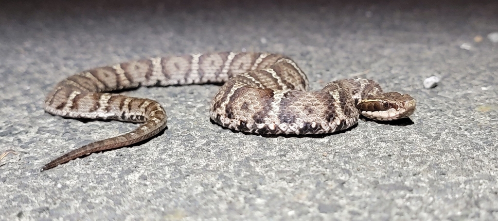 Short-tailed Mamushi from Daisen, JP-TT, JP on August 23, 2023 at 01:18 ...