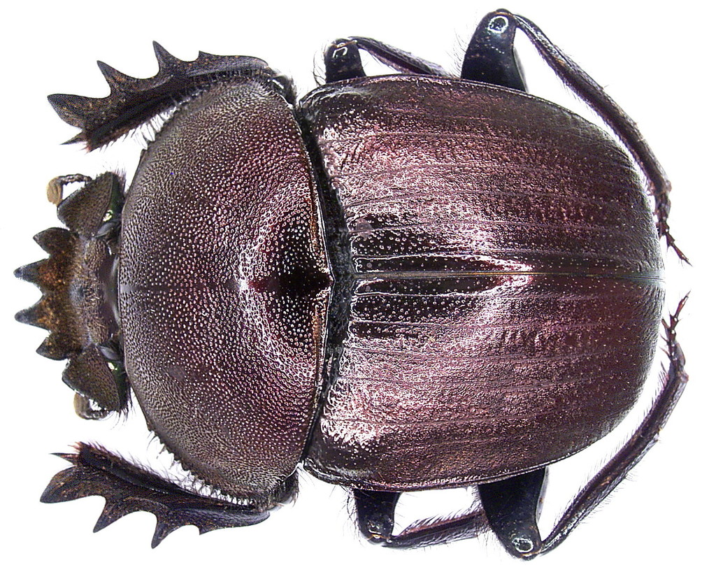 Kheper aegyptiorum (Dung beetles of Africa) · iNaturalist