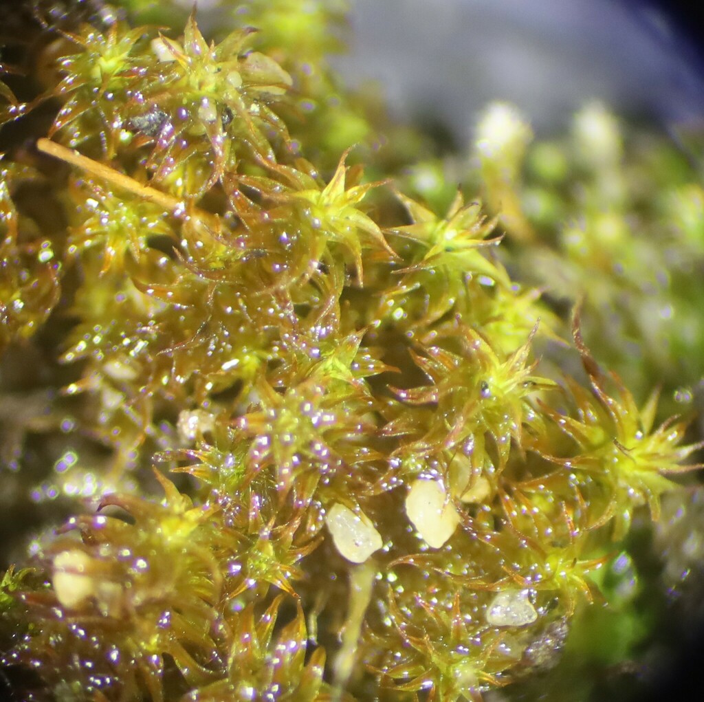 Rusty Beard-moss from La Jolla, San Diego, CA, USA on August 12, 2023 ...