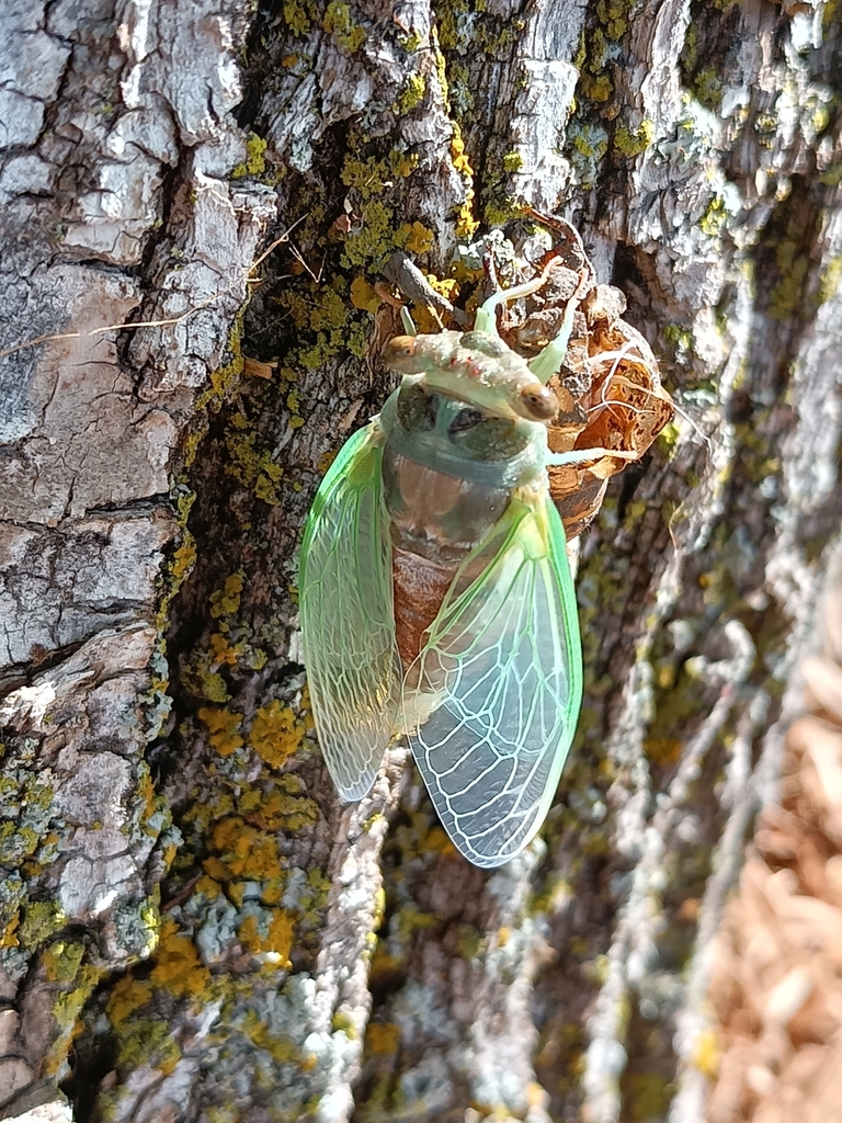 Dog-day Cicadas from Waconia, MN 55387, USA on July 29, 2023 at 11:21 ...