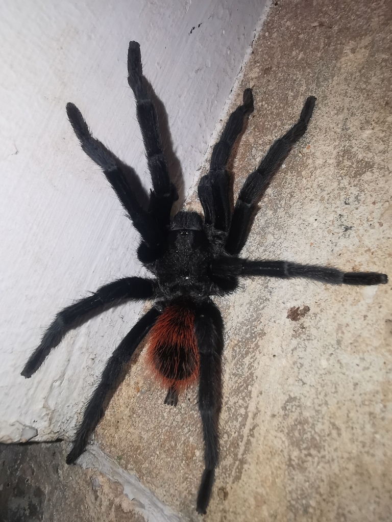 Yucatán Rust-rump Tarantula in August 2023 by Nuno Simoes · iNaturalist