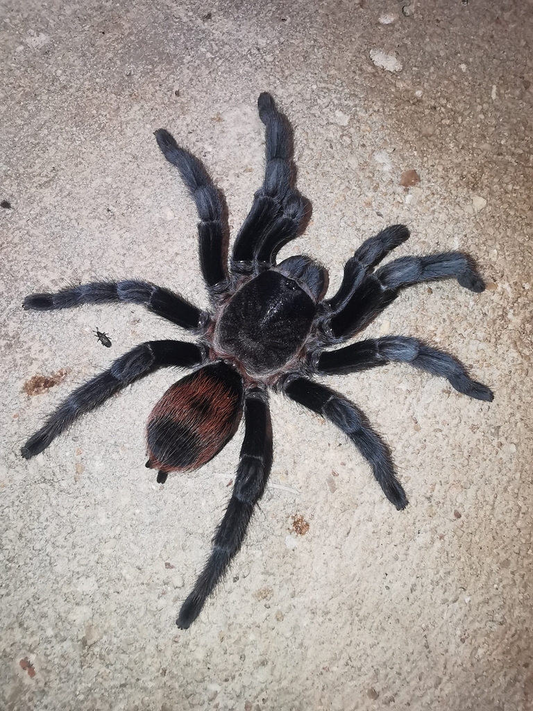 Yucatán Rust-rump Tarantula in August 2023 by Nuno Simoes · iNaturalist