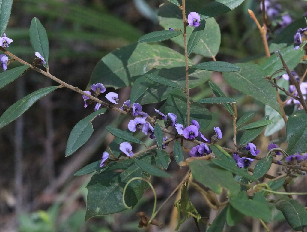 Purple Bush Pea from Valery NSW 2454, Australia on August 22, 2023 at ...