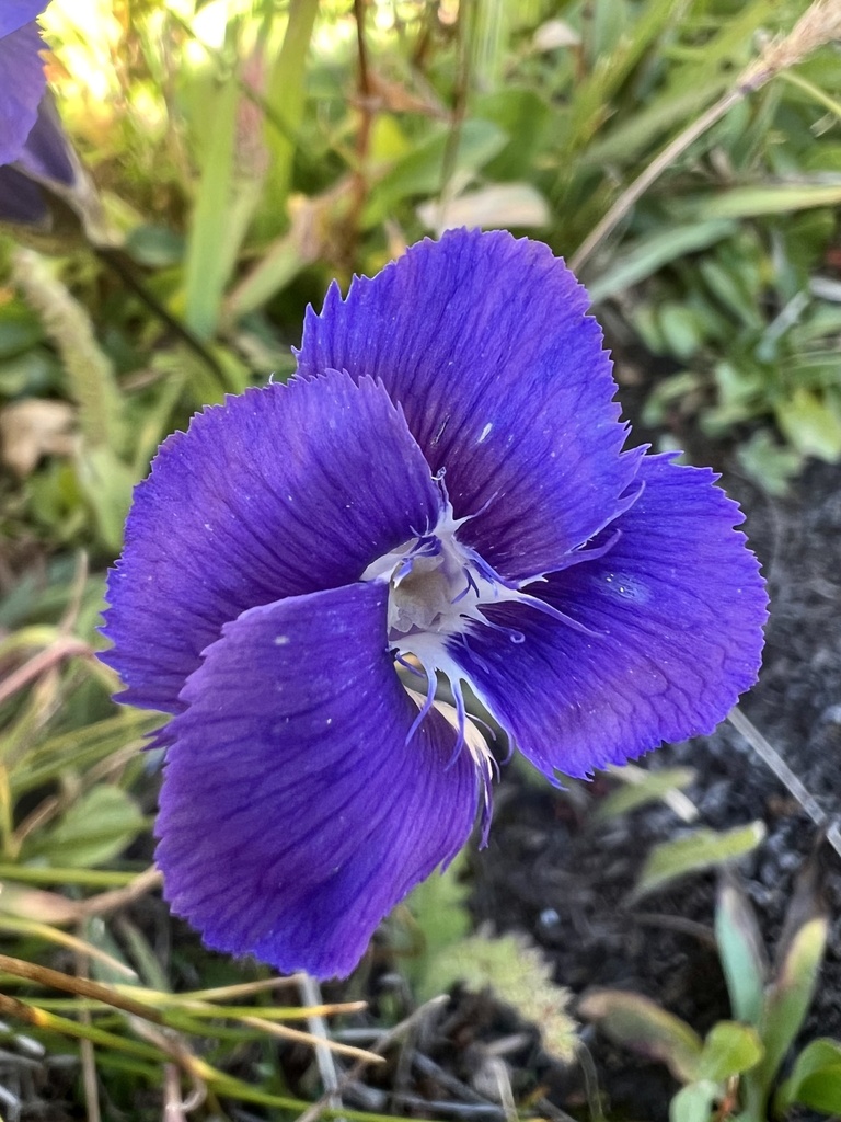 Rocky Mountain Fringed Gentian from White River National Forest ...