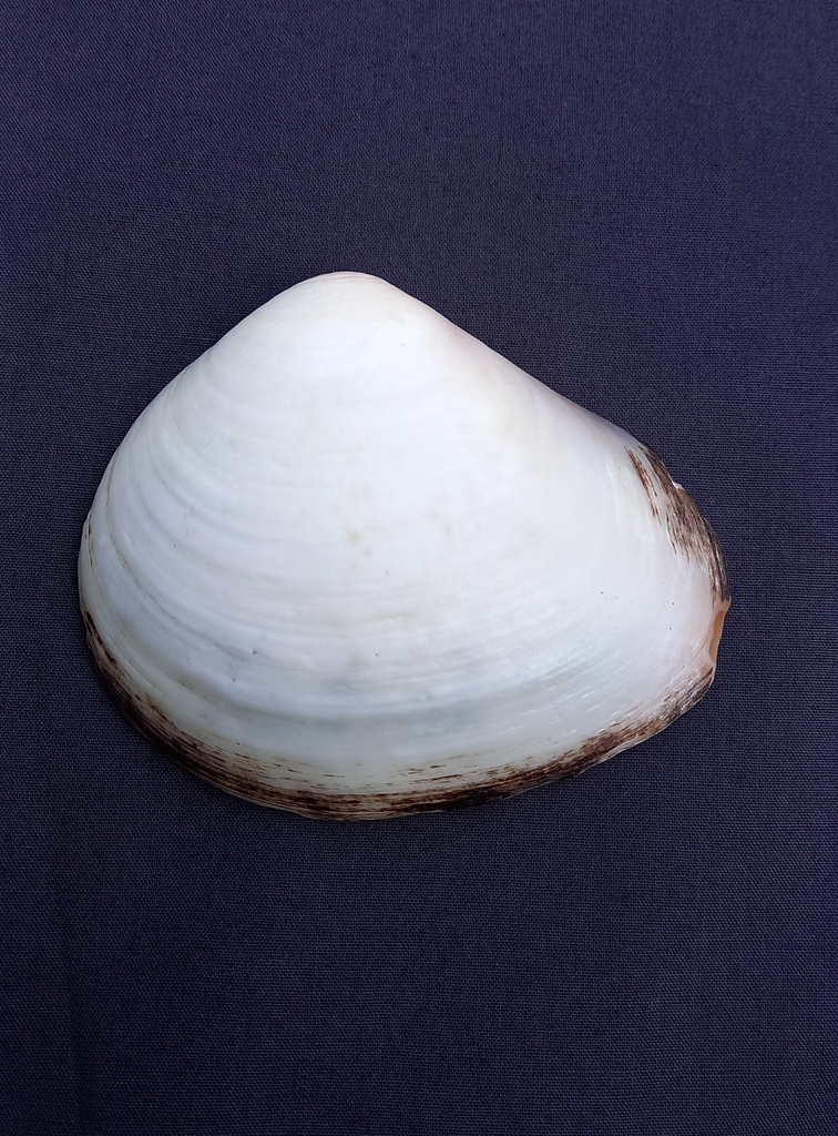 Eucrassatella kingicola from Bemm River VIC 3889, Australia on August 23, 2023 at 08:00 AM by ...