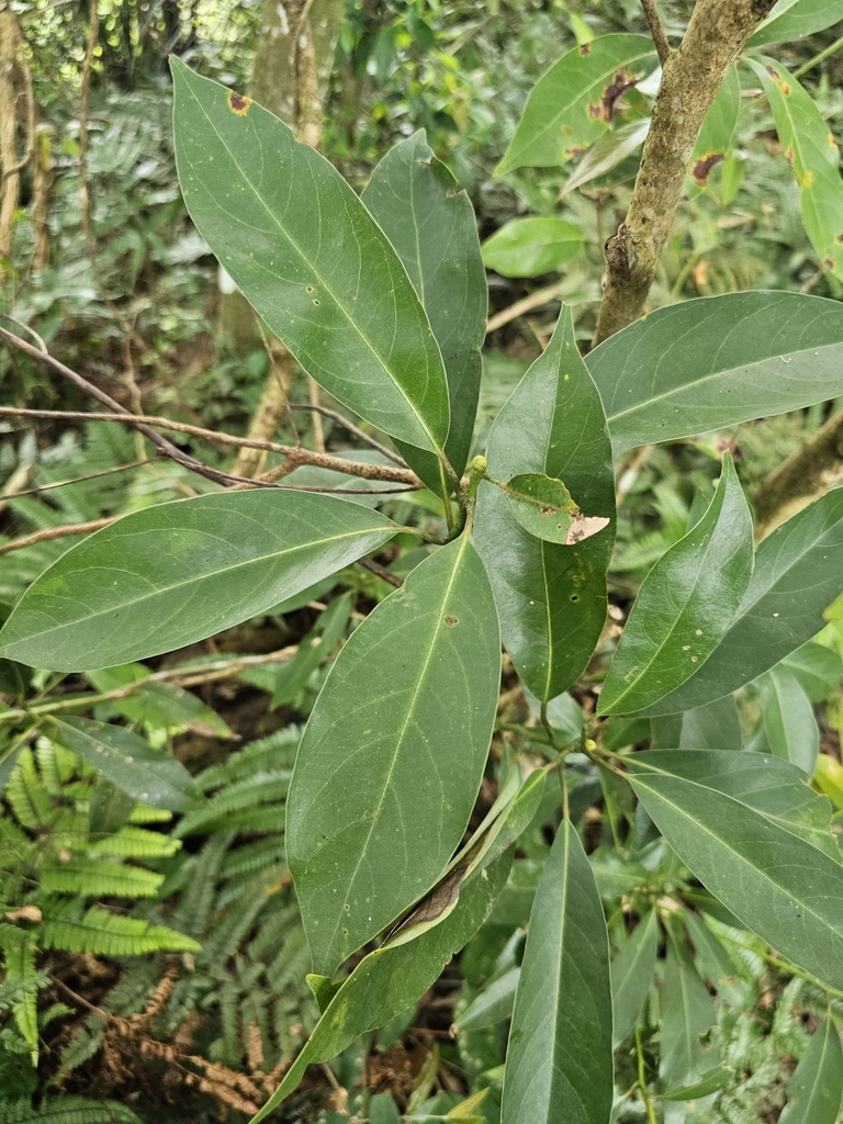 Red Machilus from 353台灣苗栗縣獅山村田美150之20號 on August 22, 2023 at 03:24 PM ...