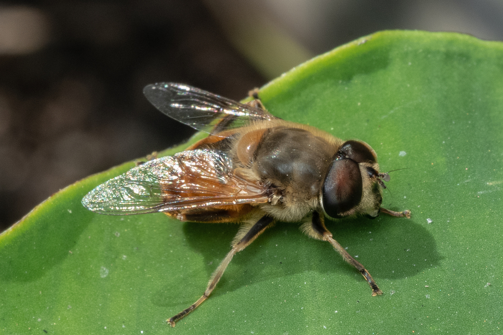 Common Drone Fly from Oak & 41st Community Garden, West Side, Vancouver ...