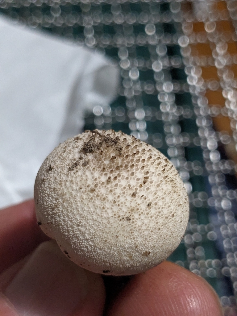 common puffball from Long Ridge Conservation Area on August 19, 2023 at ...