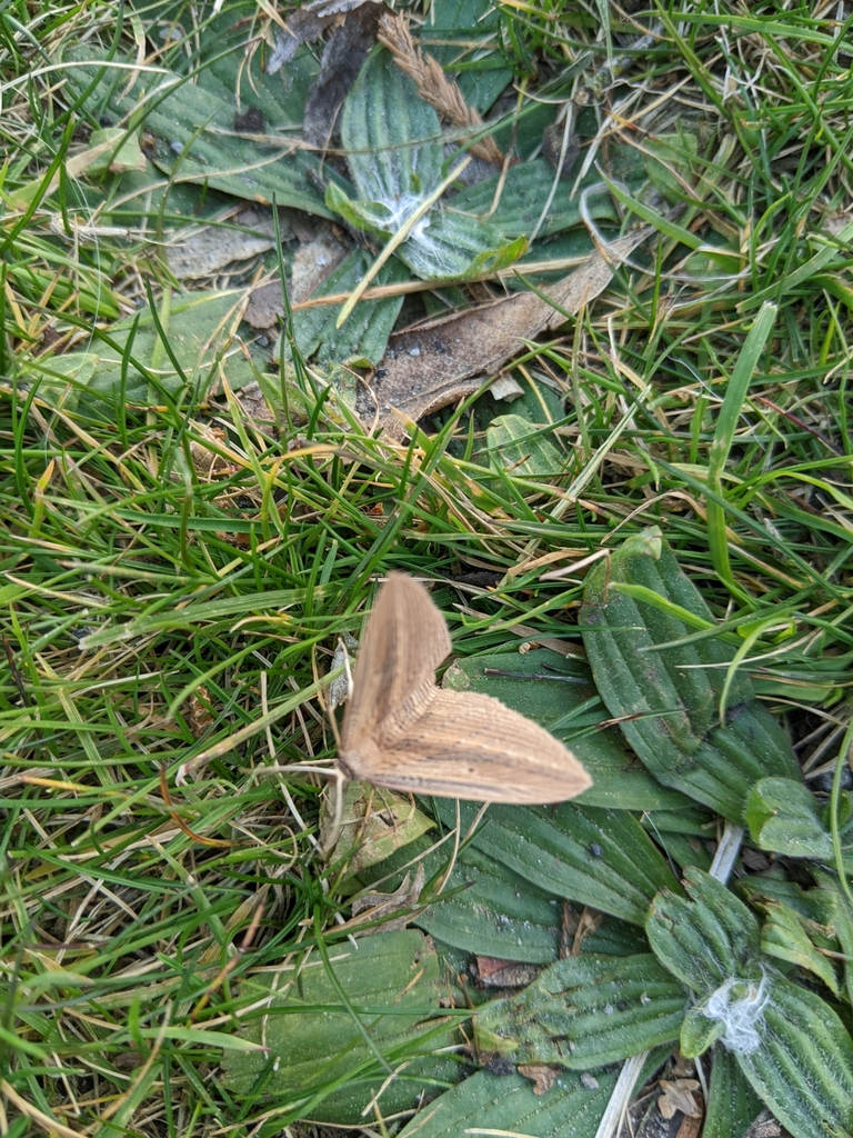 Cabbage tree moth from Cashmere, Christchurch, New Zealand on August 23 ...