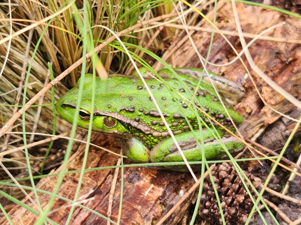 Southern Bell Frog in August 2023 by Philip Collier. Sedentary amongst ...