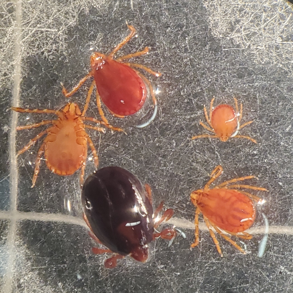 Rabbit Tick from Biological Sciences Centre, Biological Sciences ...