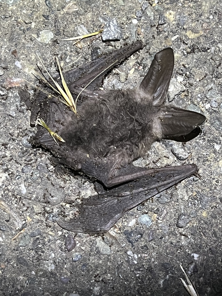 Townsend's Big-eared Bat in August 2023 by biobabe3 · iNaturalist