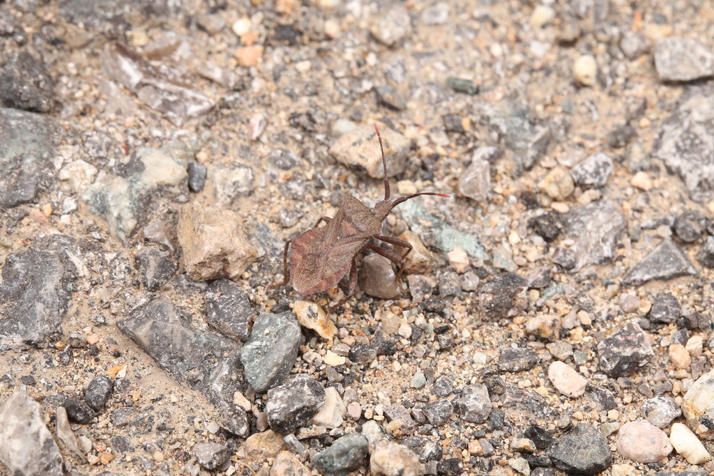 Coreus potanini from 中国北京市密云区 on August 23, 2023 at 12:14 PM by Mushan ...