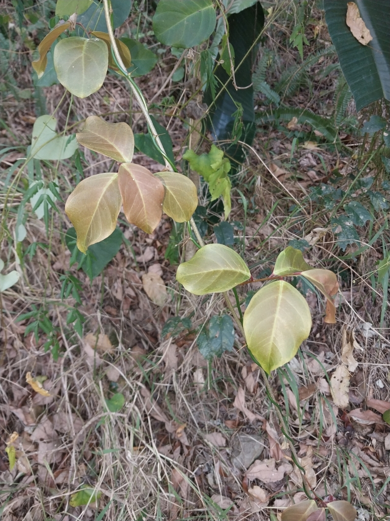 Embelia from The Gap QLD 4061, Australia on August 23, 2023 at 02:38 PM ...