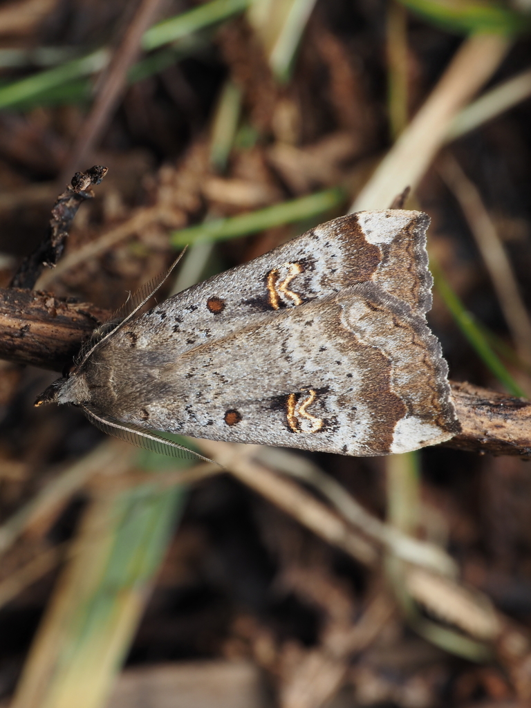 Slender owlet moth from Ōakura, New Zealand on August 22, 2023 at 08:23 ...