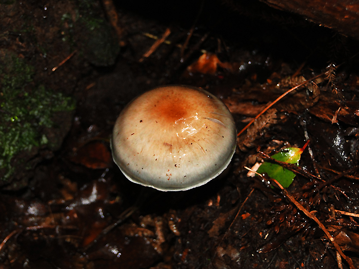 Common Gilled Mushrooms and Allies from Stewart Island / Rakiura, 新西兰 ...
