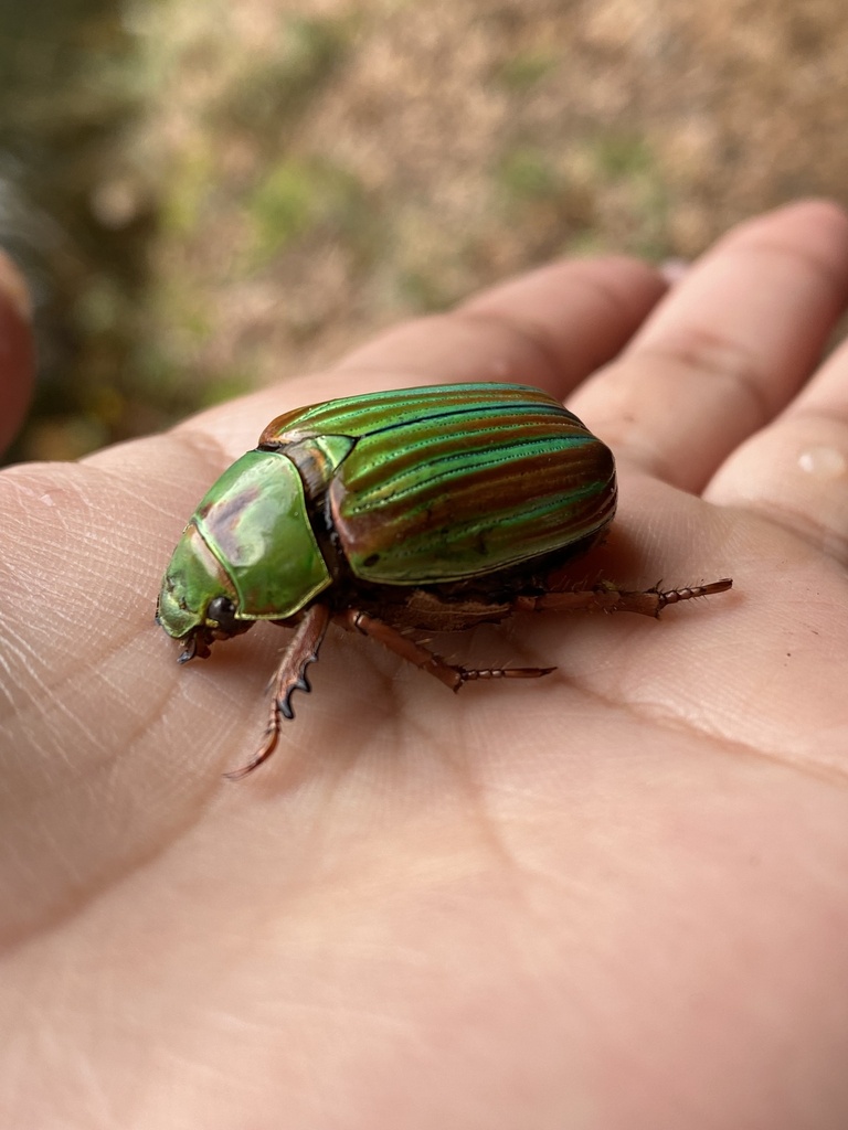 Mayate esmeralda rayado desde Villa del Carbón, Edo. Méx., MX el 26 de ...